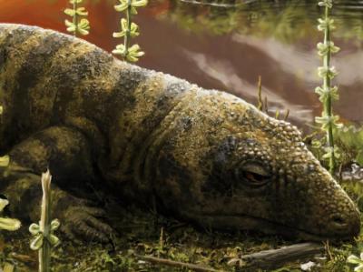 El MUCBO descobreix una nova espècie prehistòrica - Sa Veu de Sóller